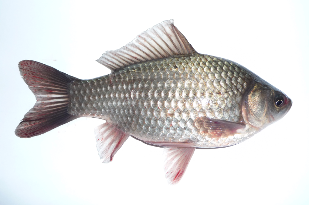 Watershed stewards use DNA technology to hunt for invasive Prussian ...