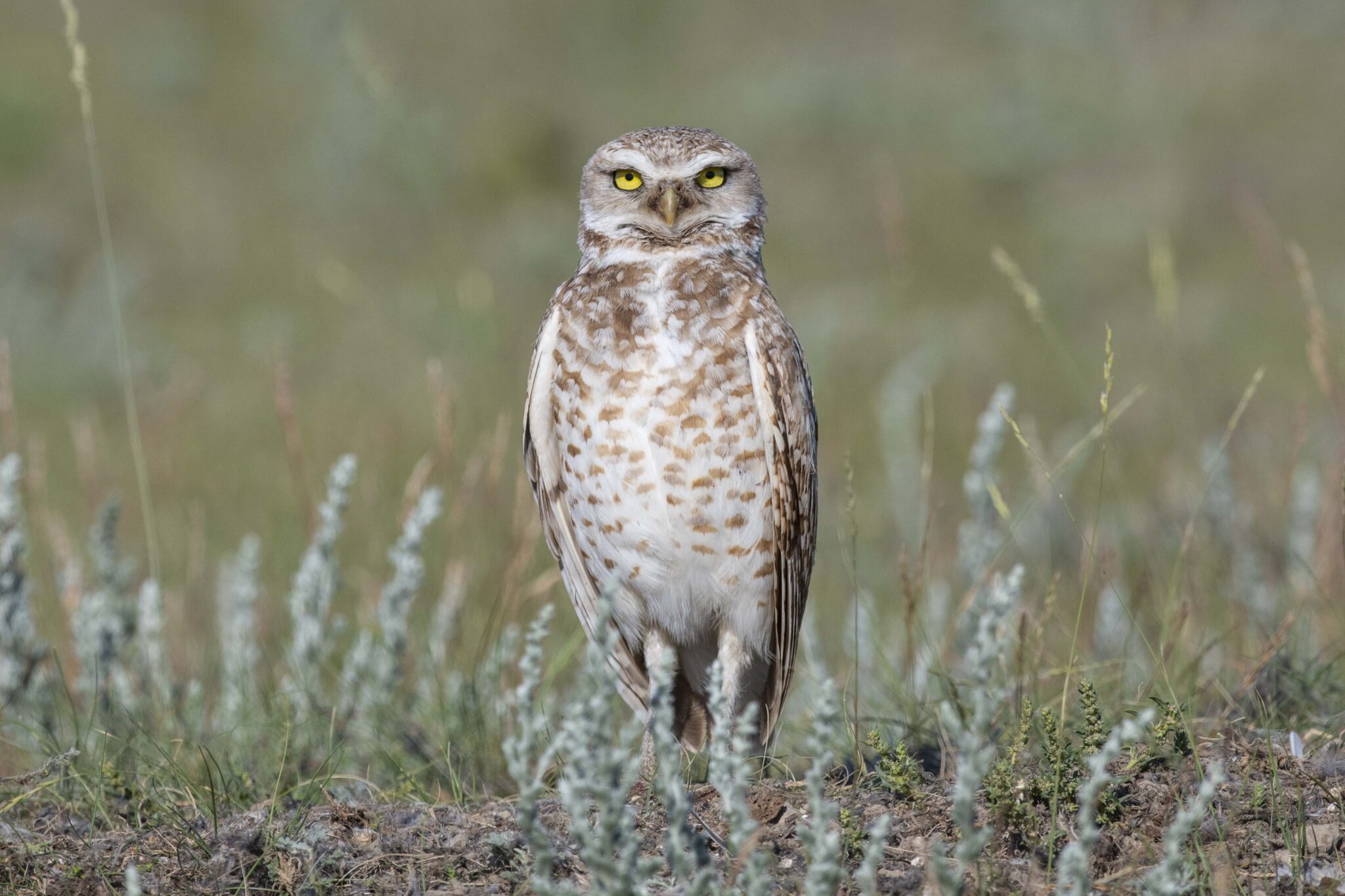 Nature Conservancy of Canada launches major plan to conserve prairie ...